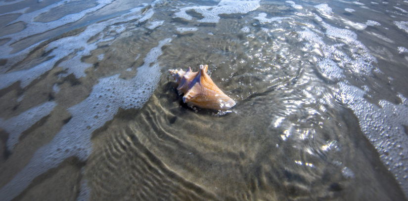 Shell Company Update: Congress and FATF Target Beneficial Ownership ...